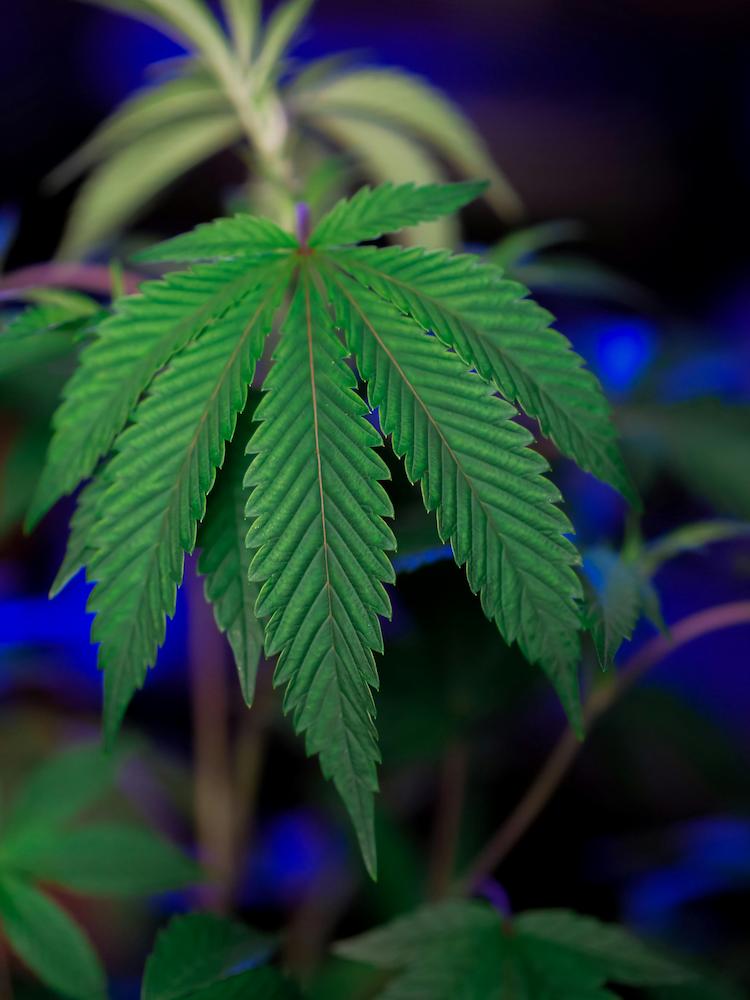 Massachusetts Cannabis Indoor Growing | Cultiva Systems